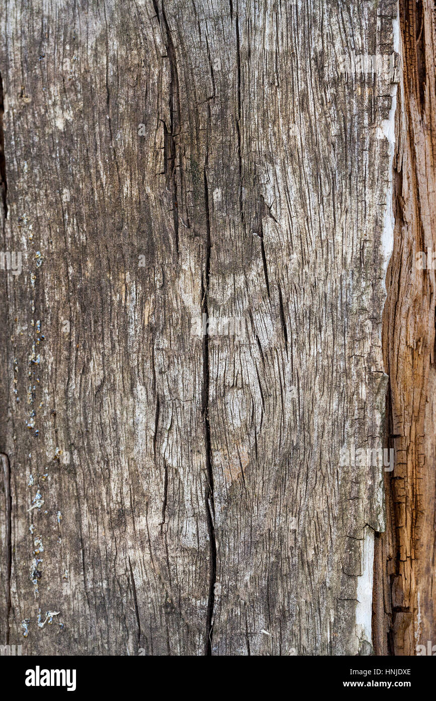photographed wooden surfaces exposed to weathering and crumbling in ...