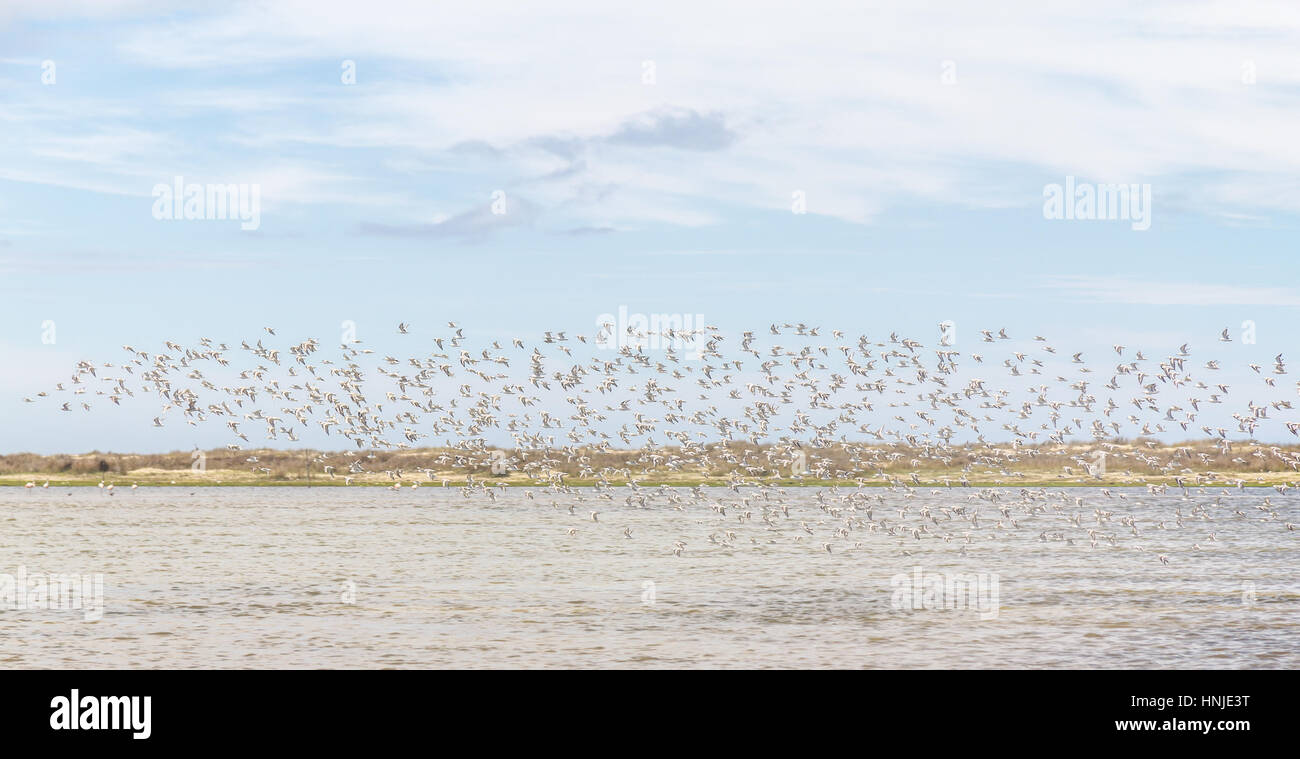 Sanderlings flying at Lagoa do Peixe lake Stock Photo - Alamy