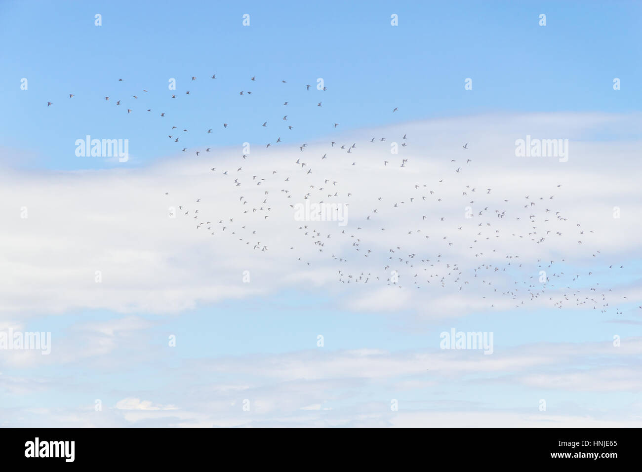 Resting sanderlings hi-res stock photography and images - Alamy