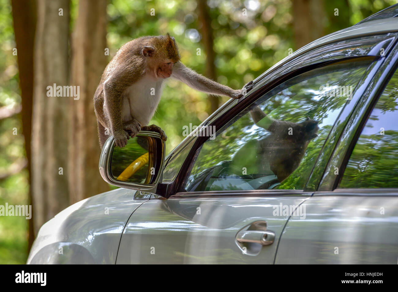 Monkey by car hi-res stock photography and images - Alamy