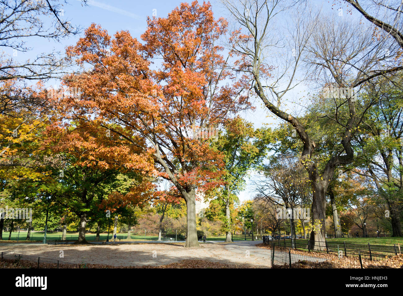 The Mall and Literary Walk in Central Park contains one of the bigest ...