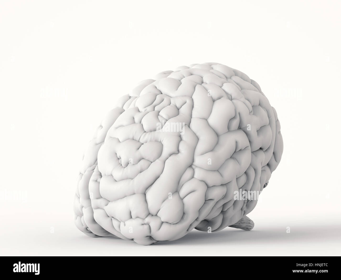 White human brain hi-res stock photography and images - Alamy