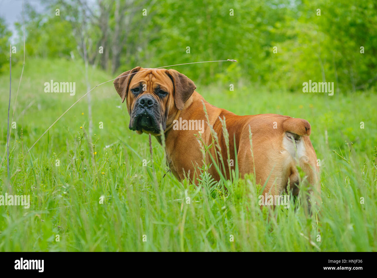 Dog Boerboel / Boerbull / South African Mastiff Stock Photo - Alamy