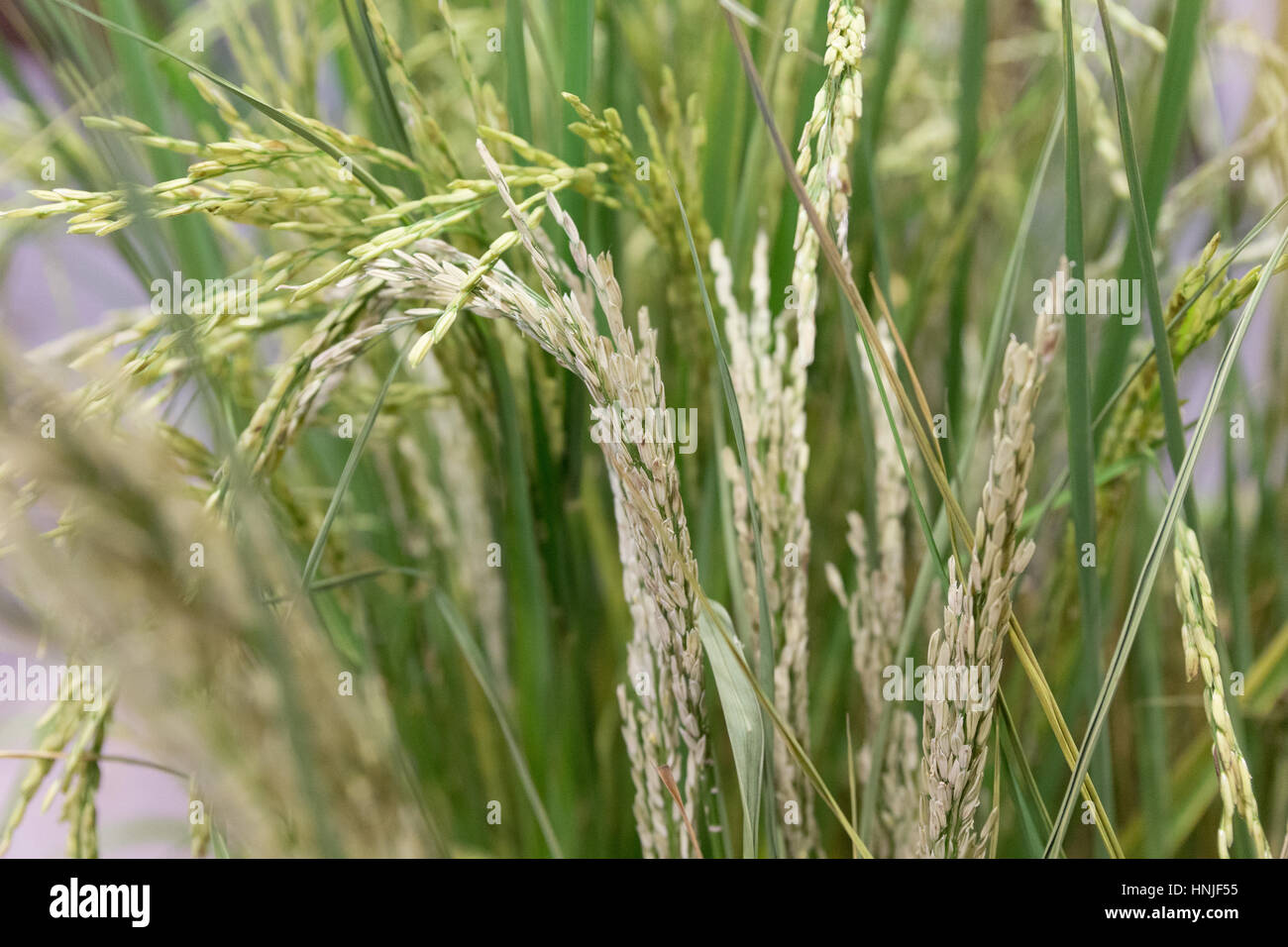 rice for harvest in farm paddy field Stock Photo - Alamy