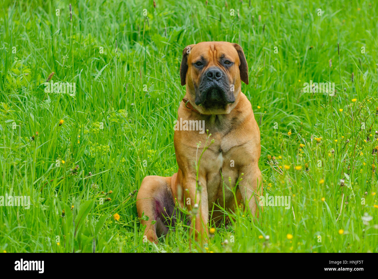 Dog Boerboel / Boerbull / South African Mastiff Stock Photo - Alamy