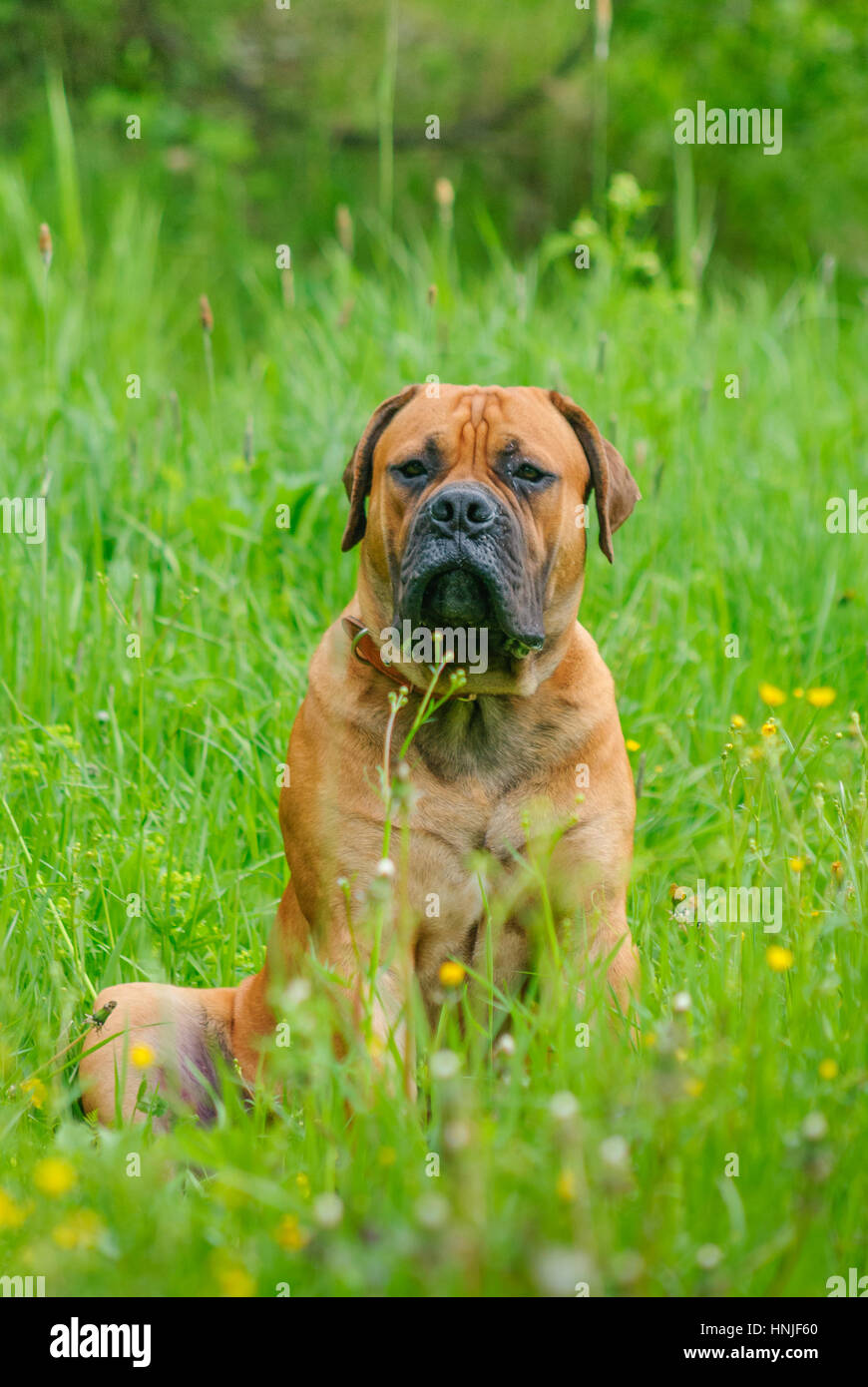 Dog boerboel boerbull south african hi-res stock photography and images ...