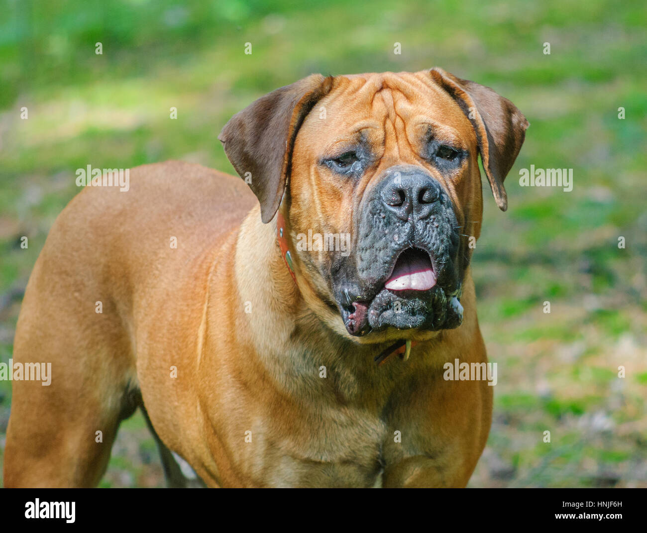 Dog Boerboel / Boerbull / South African Mastiff Stock Photo - Alamy