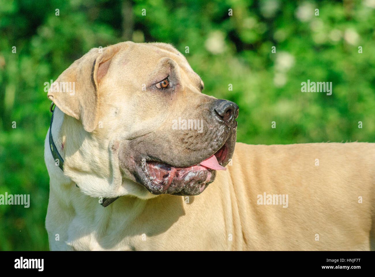 Burbul hi-res stock photography and images - Alamy