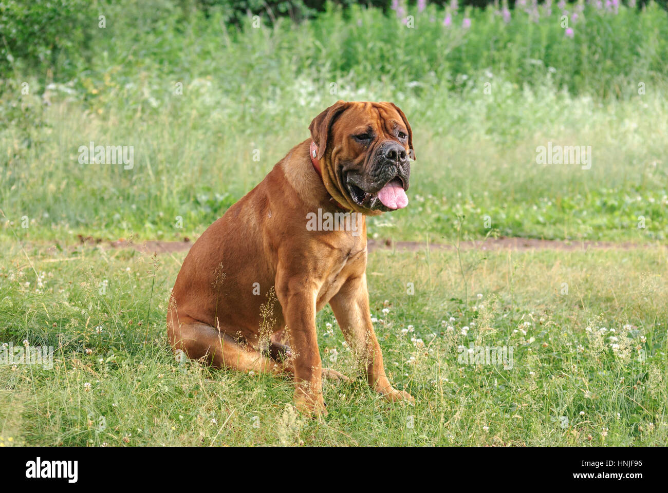 Dog Boerboel / Boerbull / South African Mastiff Stock Photo - Alamy