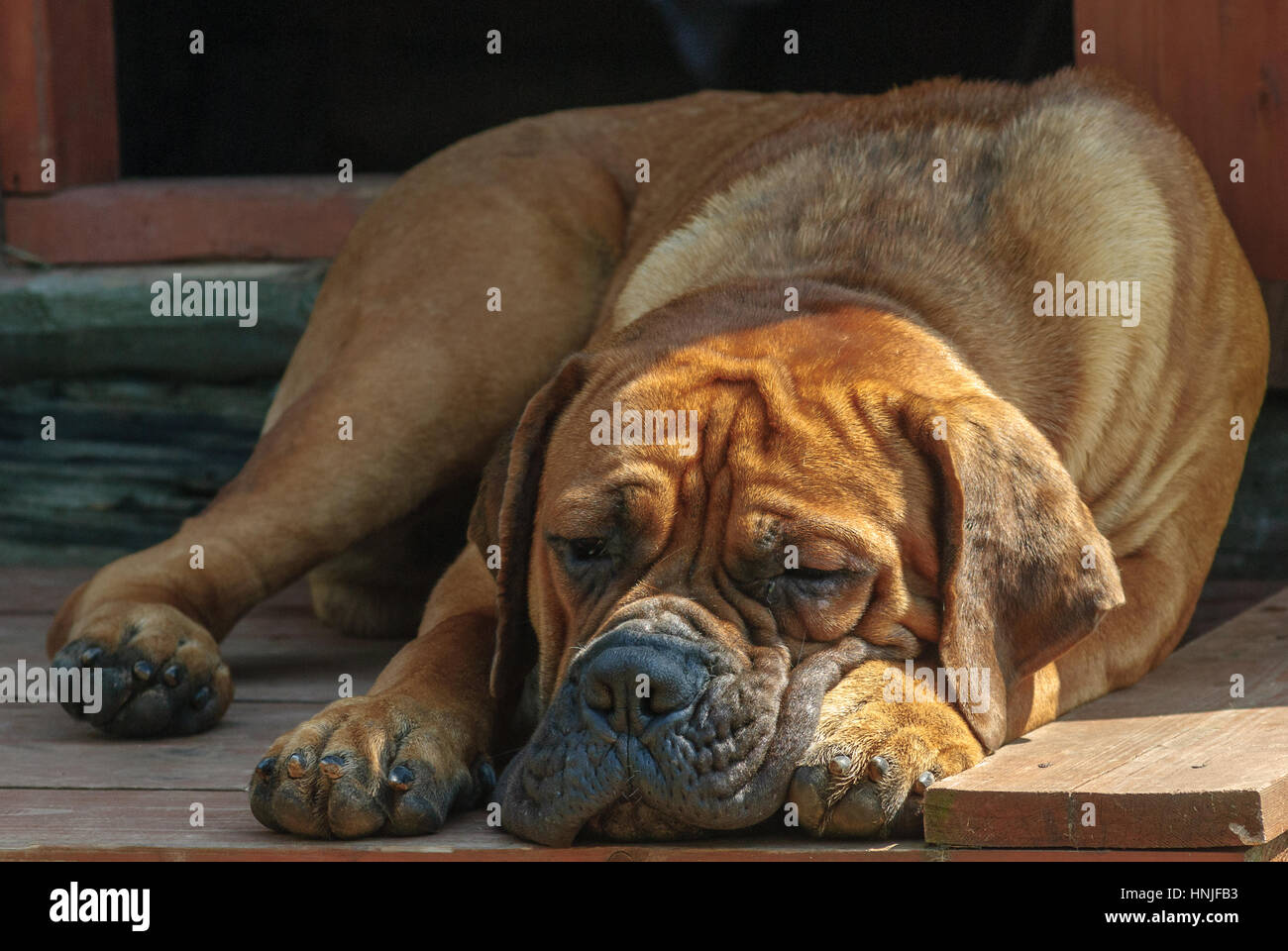 Dog Boerboel / Boerbull / South African Mastiff Stock Photo - Alamy