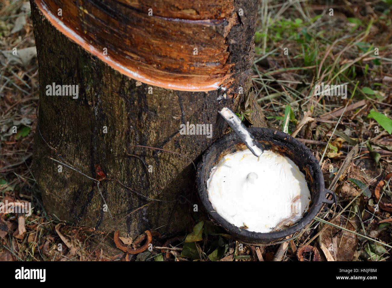 Natural latex dripping from a rubber tree at a rubber tree plantation ...
