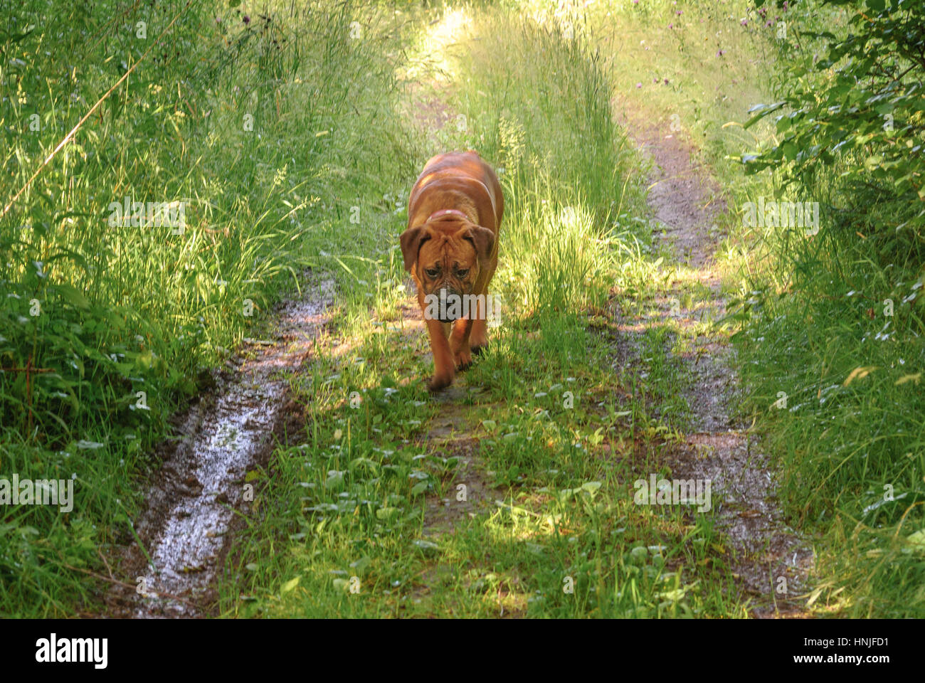 Dog Boerboel / Boerbull / South African Mastiff Stock Photo - Alamy