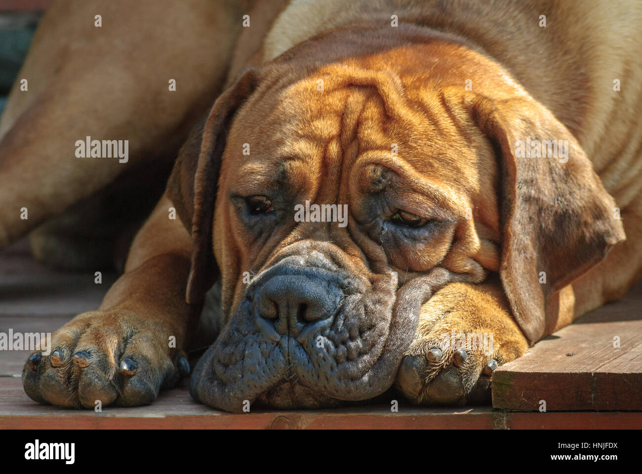 Dog Boerboel / Boerbull / South African Mastiff Stock Photo - Alamy