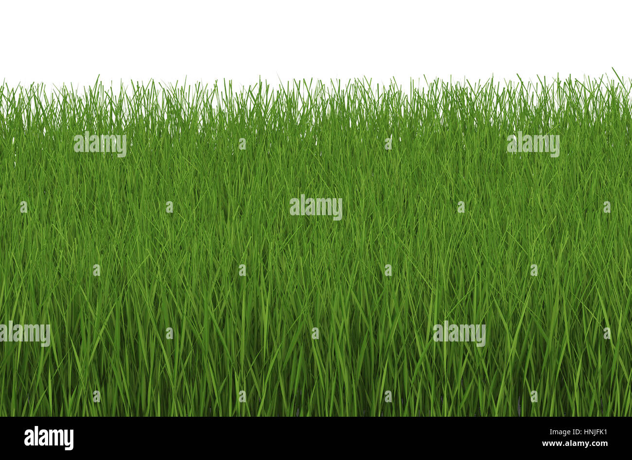 3d rendering green grass side view isolated on white Stock Photo - Alamy