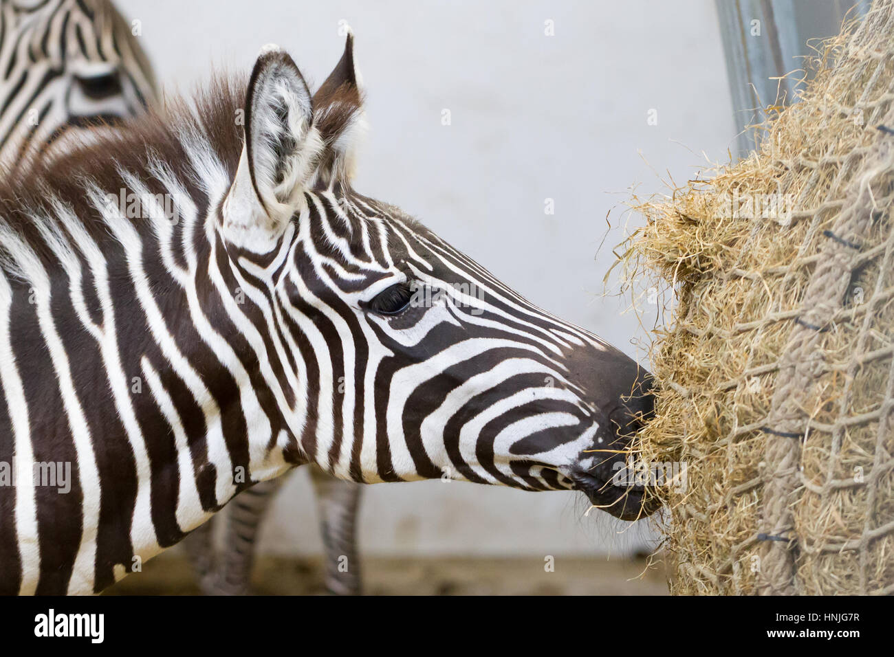 Zebra eating hay hi-res stock photography and images - Alamy