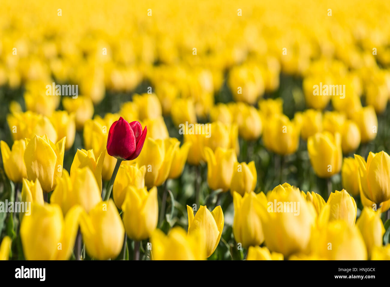 Red field of tulips hi-res stock photography and images - Alamy