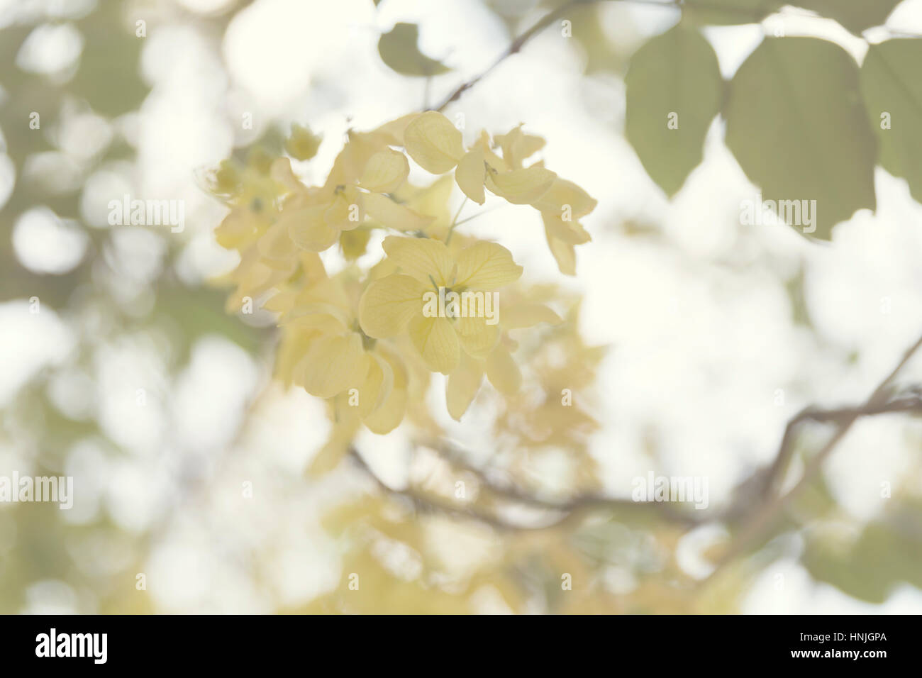blooming yellow flower of golden shower tree in summer, soft focus and ...