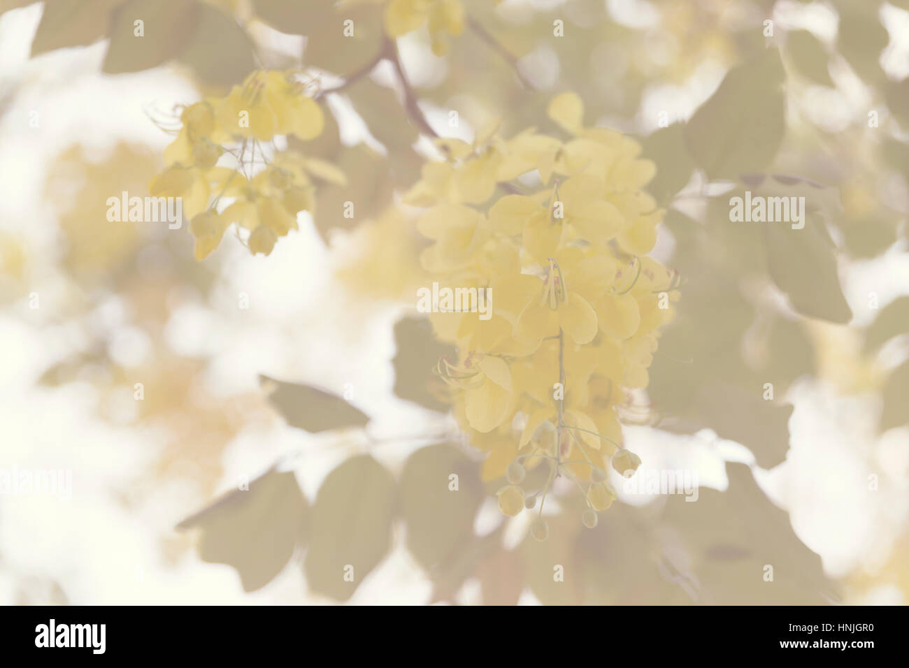 blooming yellow flower of golden shower tree in summer, soft focus and ...