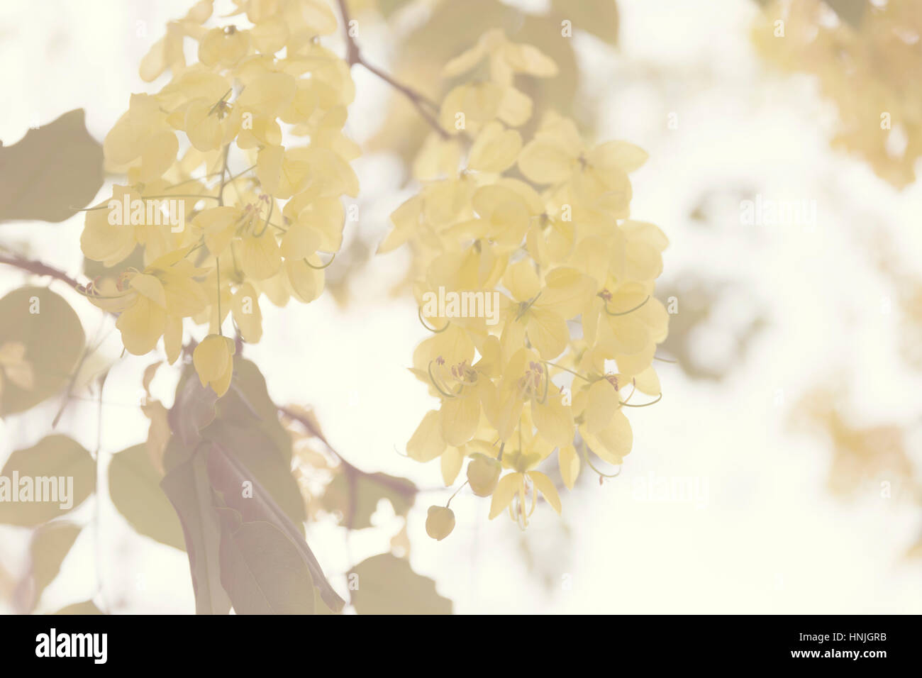 blooming yellow flower of golden shower tree in summer, soft focus and ...