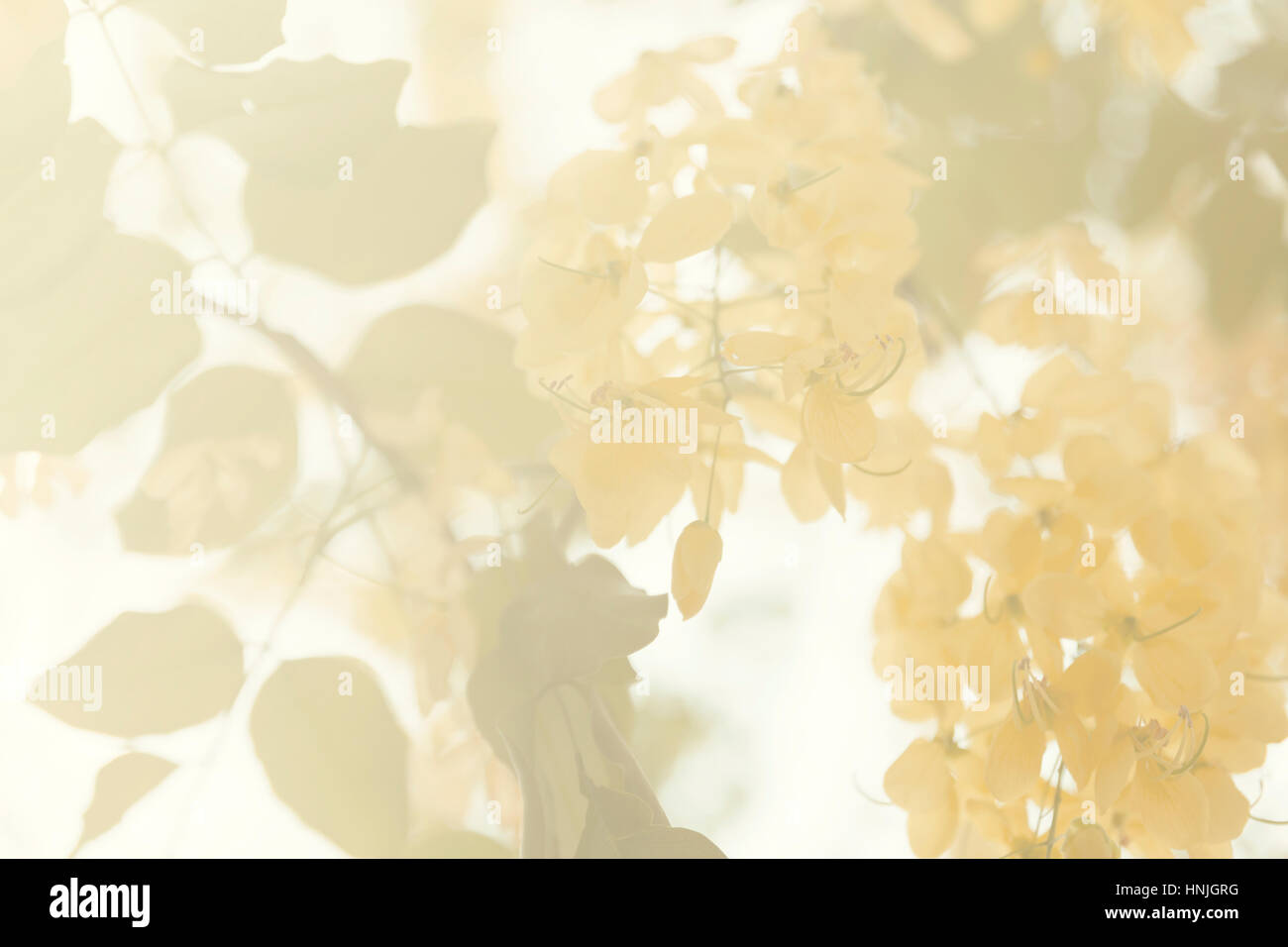 blooming yellow flower of golden shower tree in summer, soft focus and ...