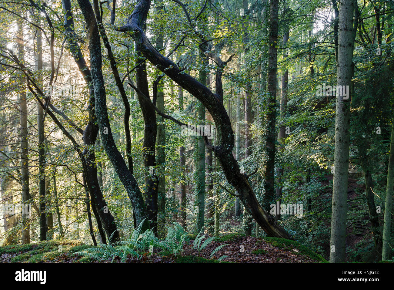 Evening light in the woods at Consdorf, Mullerthal Trail, Luxembourg ...