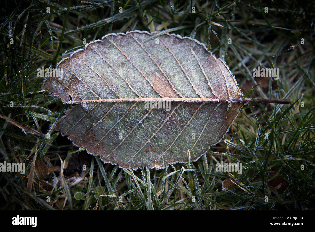 Frozen leaf in the grass Stock Photo - Alamy