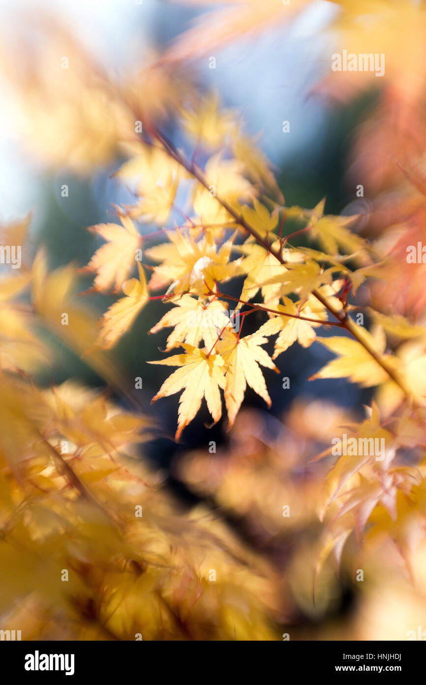 Red coral tree hi-res stock photography and images - Alamy