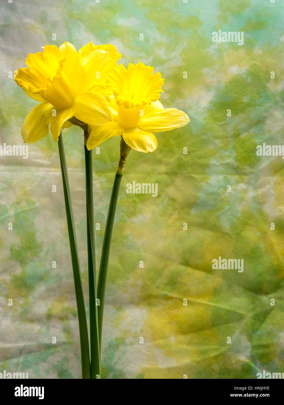 Portrait daffodil hi-res stock photography and images - Alamy