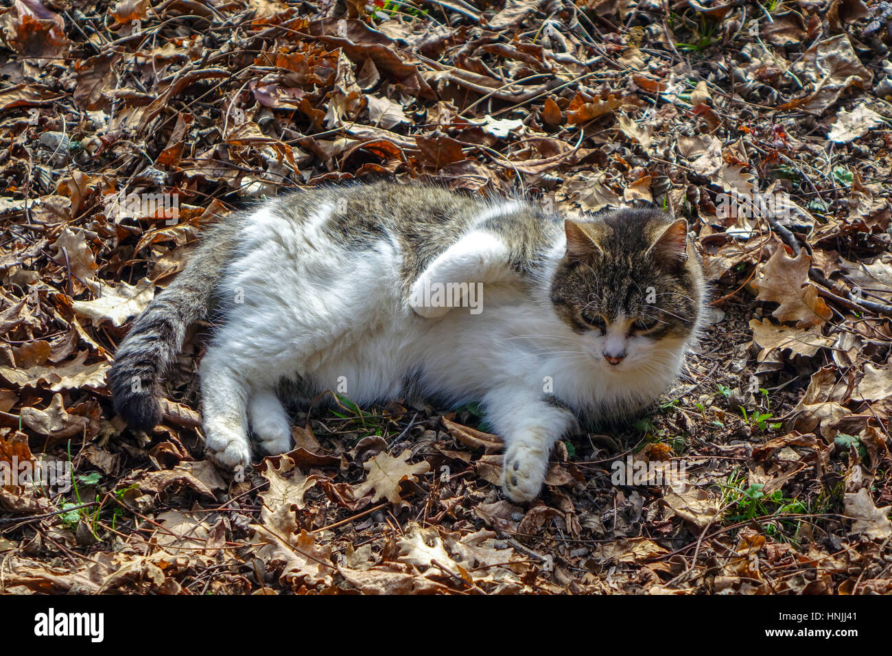 Dead Kitten High Resolution Stock Photography and Images - Alamy