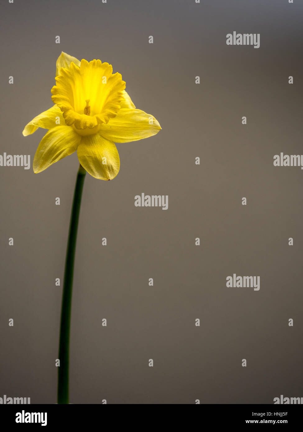 Isolated daffodil, portrait orientation, with copy space Stock Photo ...