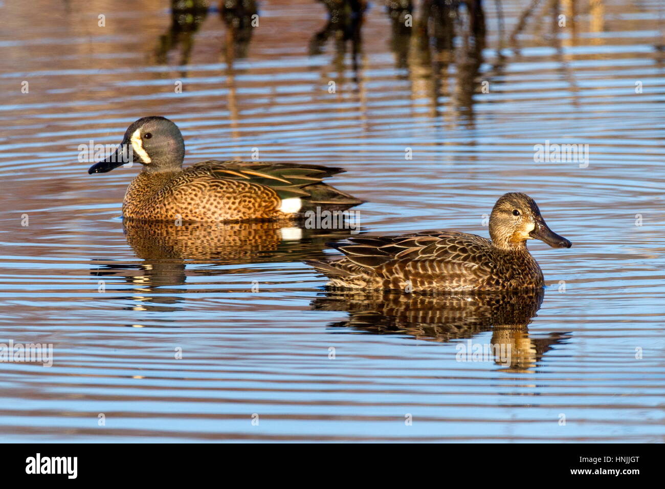 A pair of blue winged teal, Anas discors, swimming in a swamp Stock ...