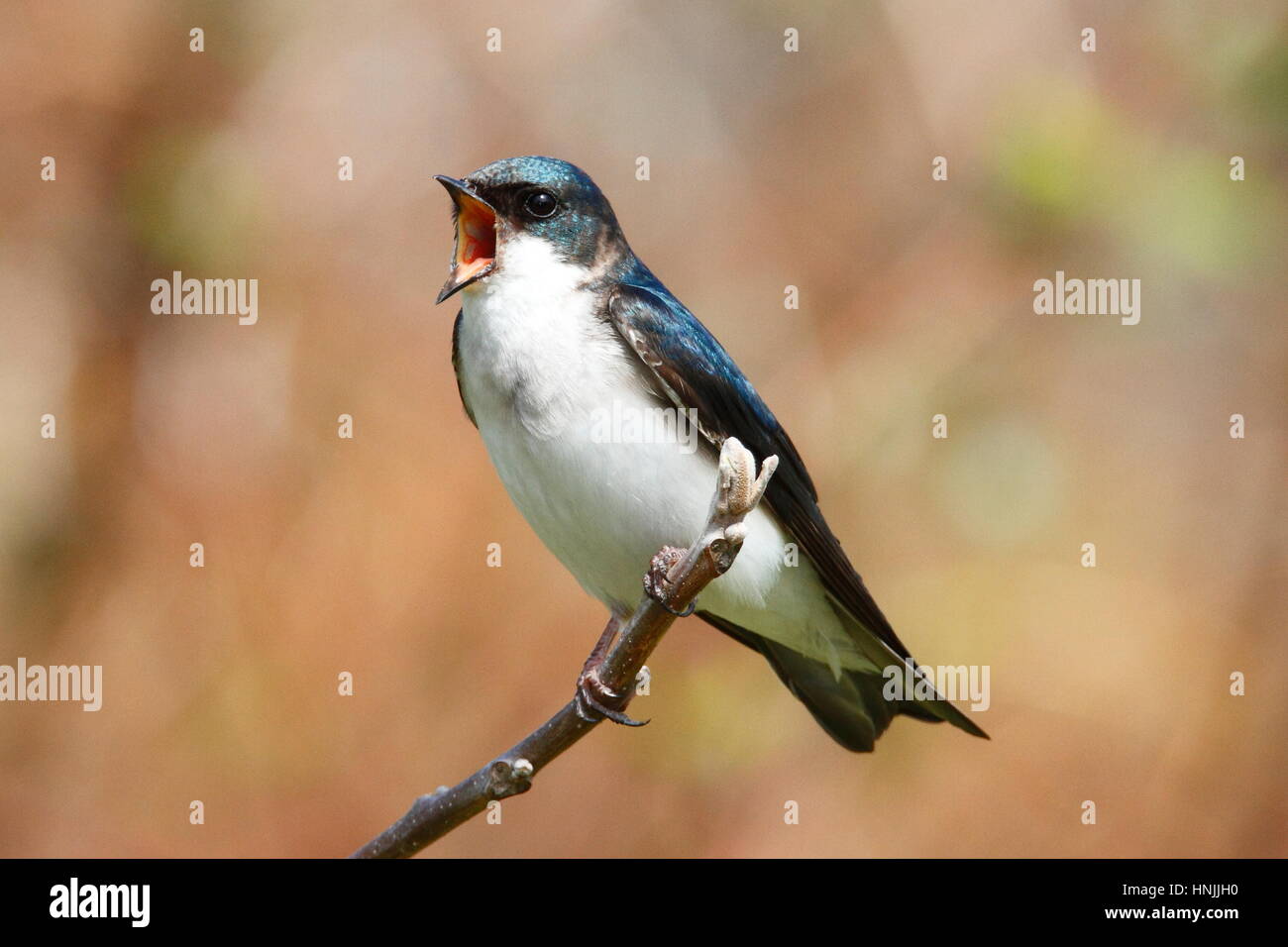 A male tree swallow, Tachycineta bicolor, singing Stock Photo - Alamy