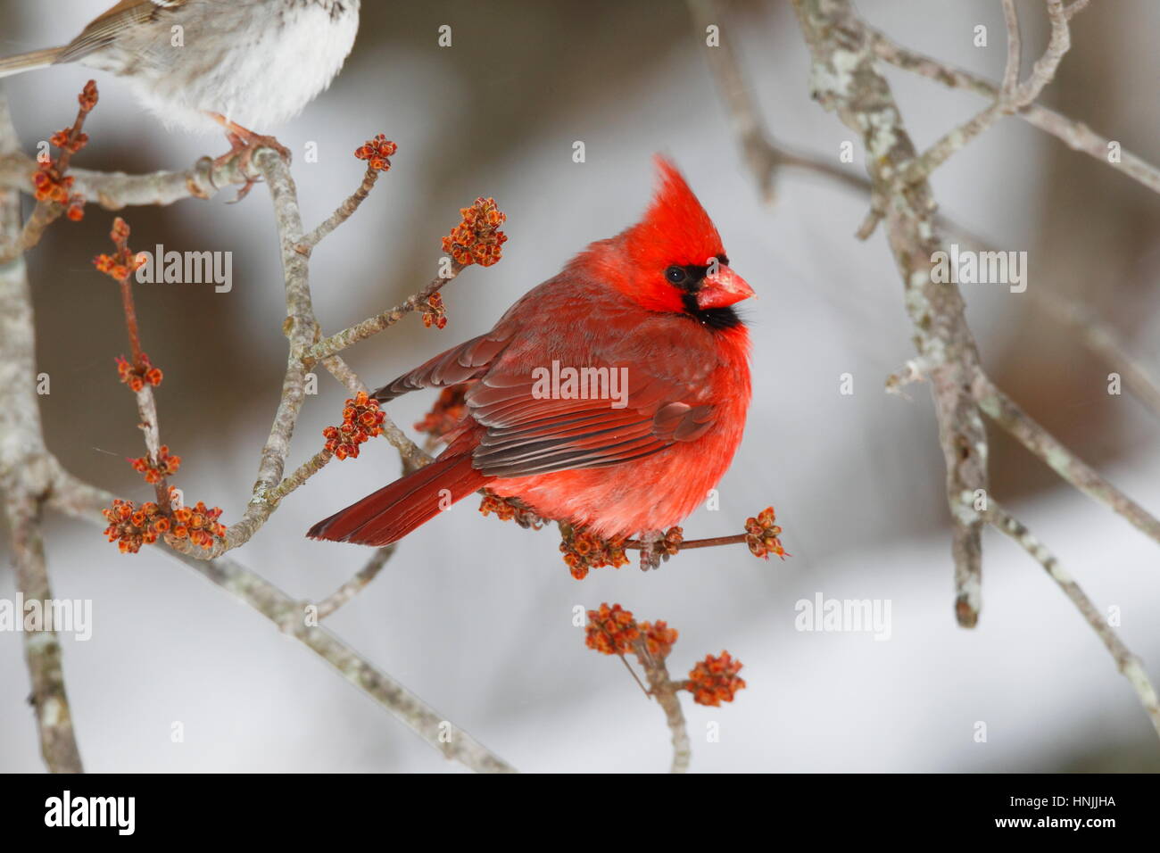 A male northern cardinal, Cardinalis cardinalis, perched on a budding ...