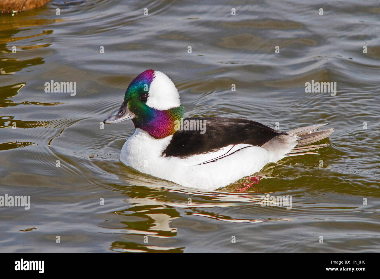 A male bufflehead duck, Bucephala albeola, shows striking bright ...