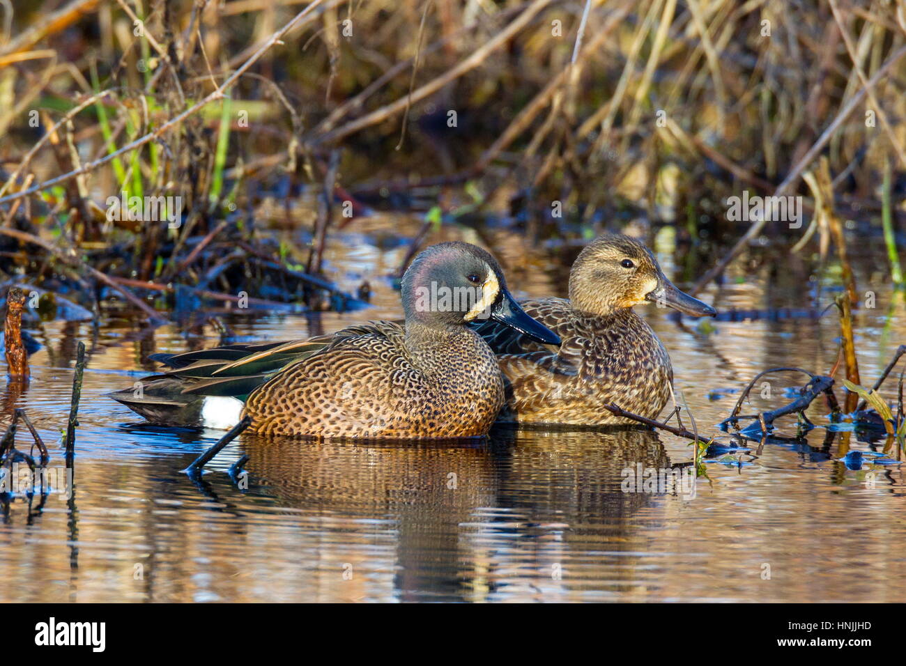 A pair of blue winged teal, Anas discors, swimming in a swamp Stock ...