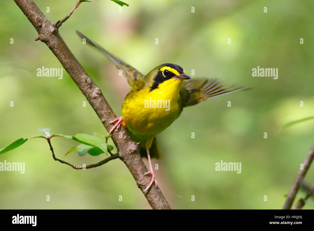 A flitting Kentucky warbler, Geothlypis formosa, takes off from a ...