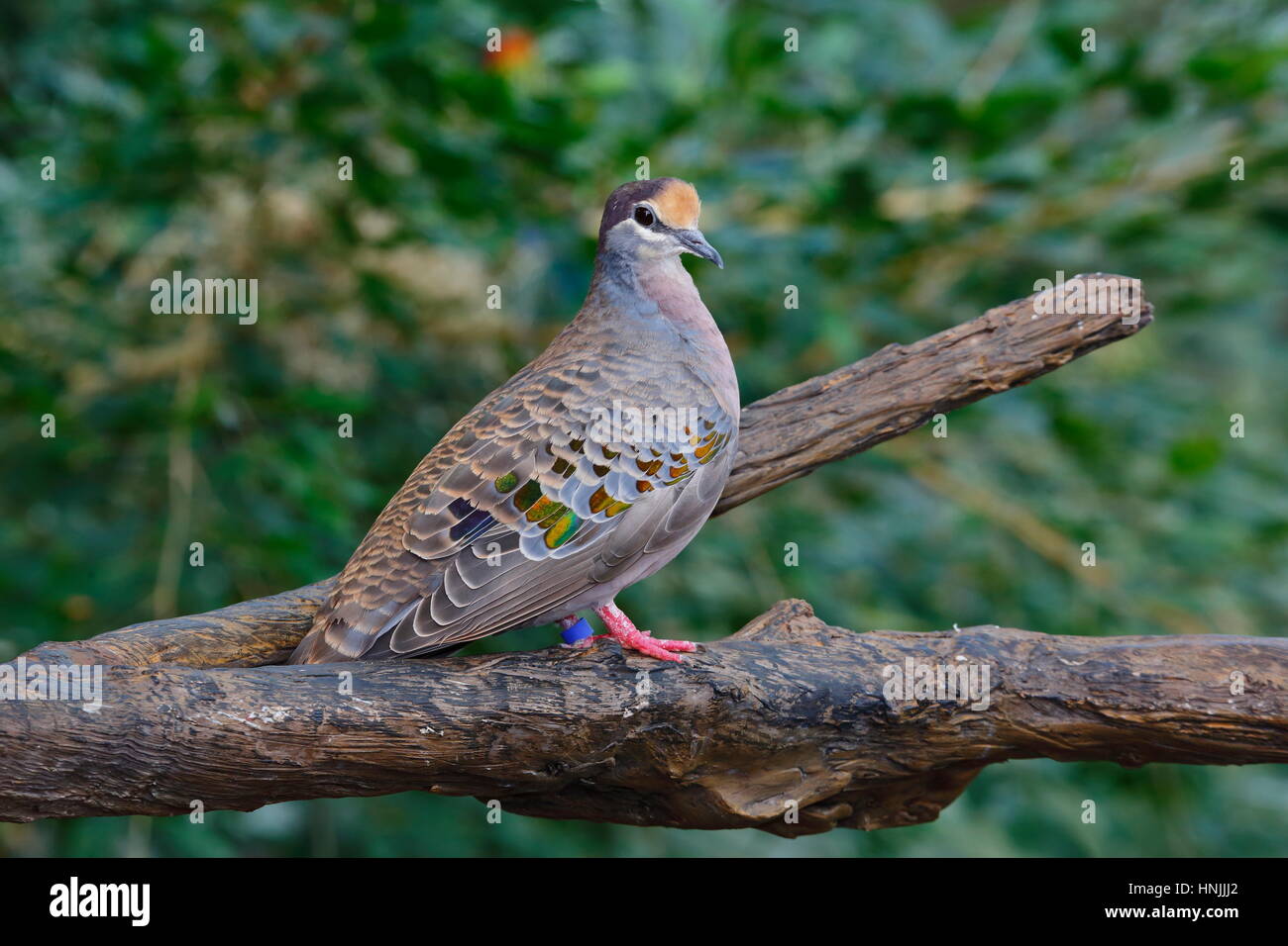 A captive male common bronzewing hi-res stock photography and images ...