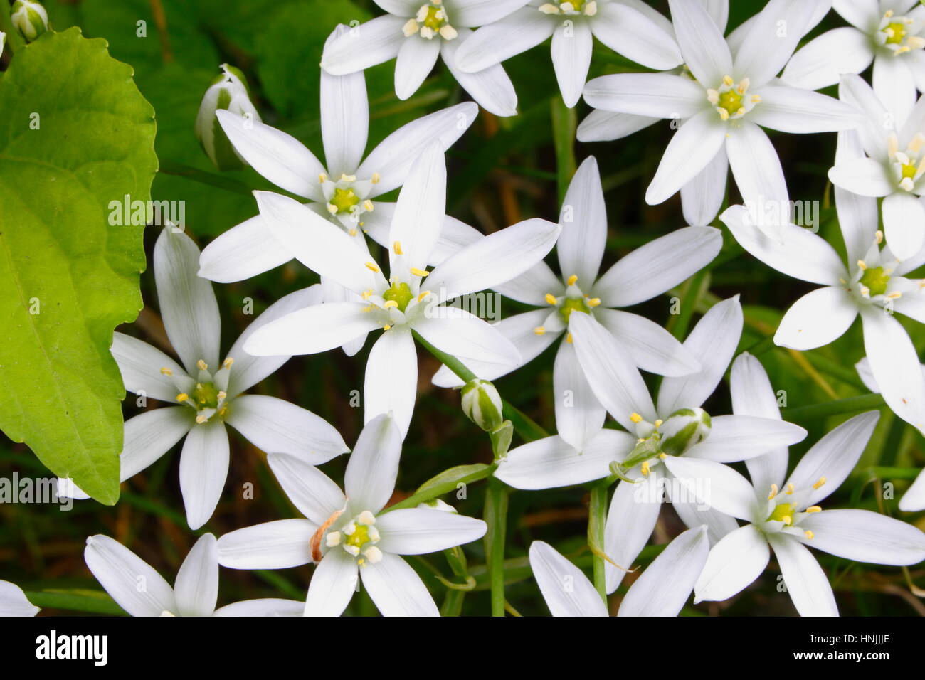 False Garlic Flowers High Resolution Stock Photography and Images - Alamy