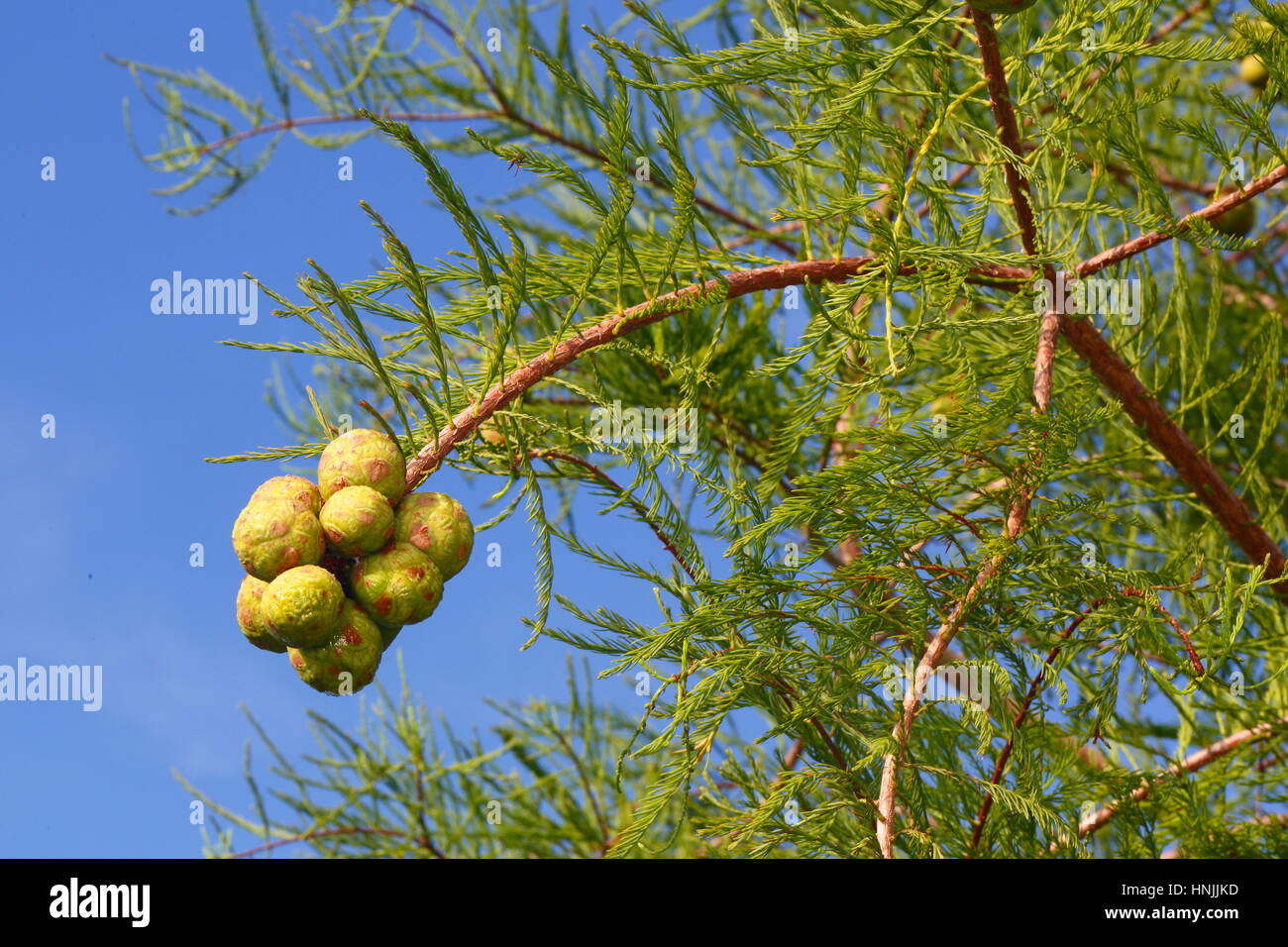 A cluster bald cypress cones hi-res stock photography and images - Alamy