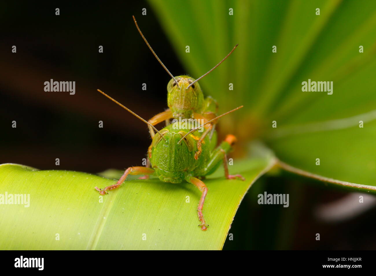 Wingless insects hi-res stock photography and images - Alamy