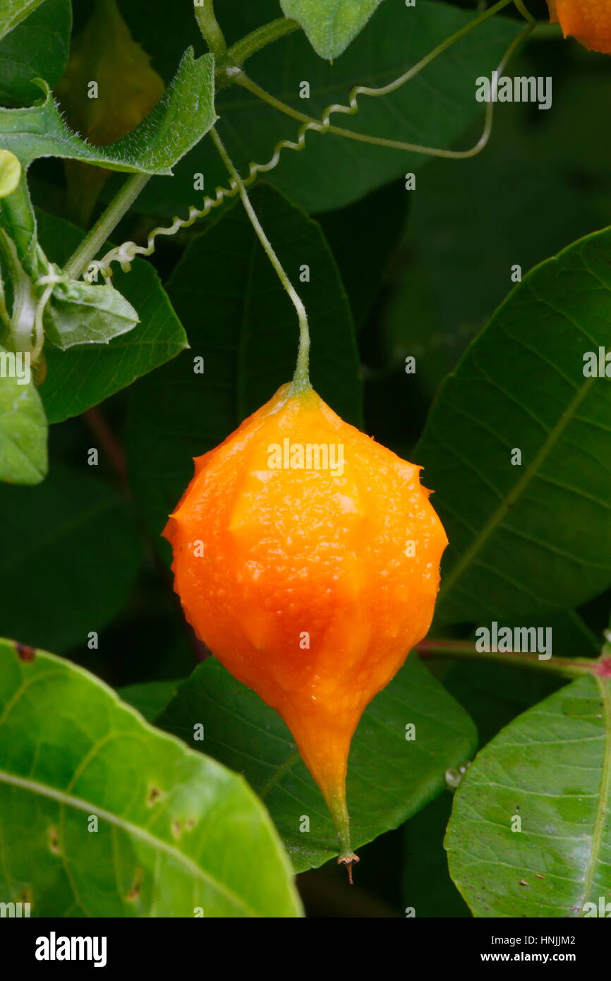 Balsam apple hi-res stock photography and images - Alamy