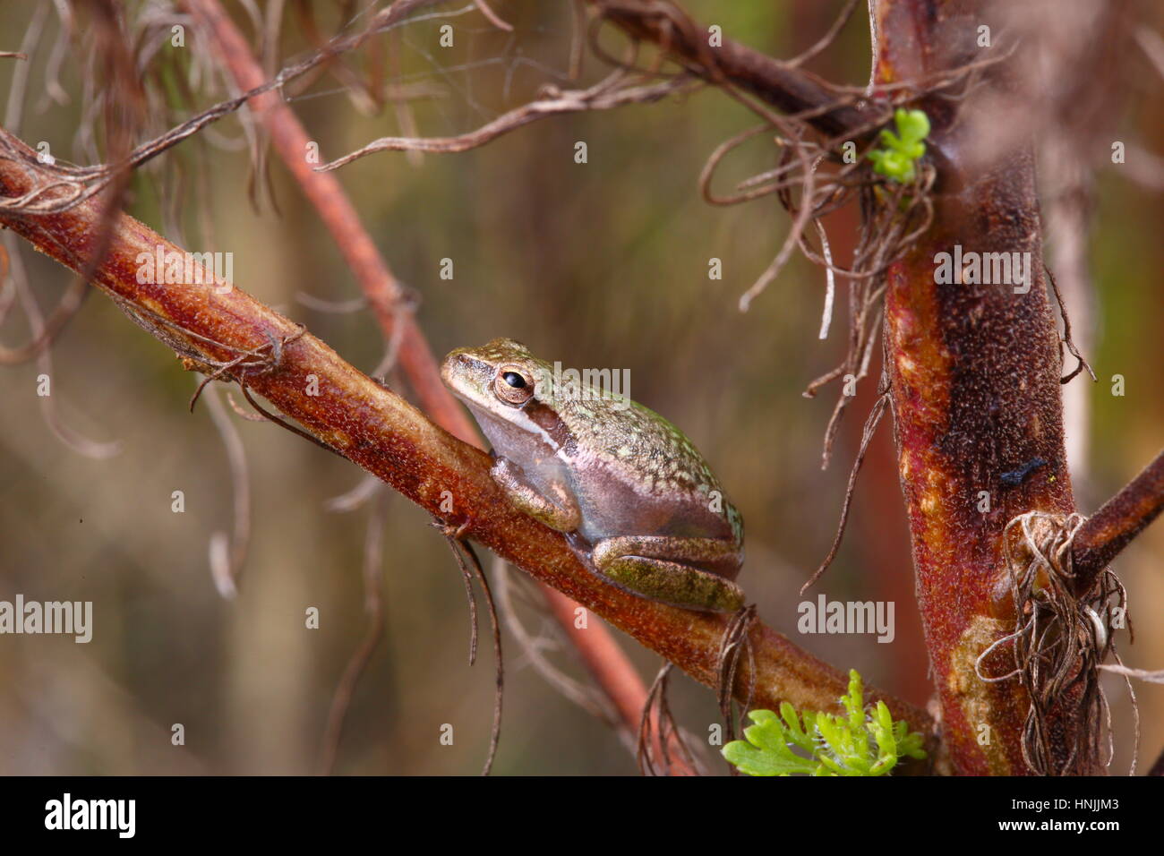Squirrel frog hi-res stock photography and images - Alamy