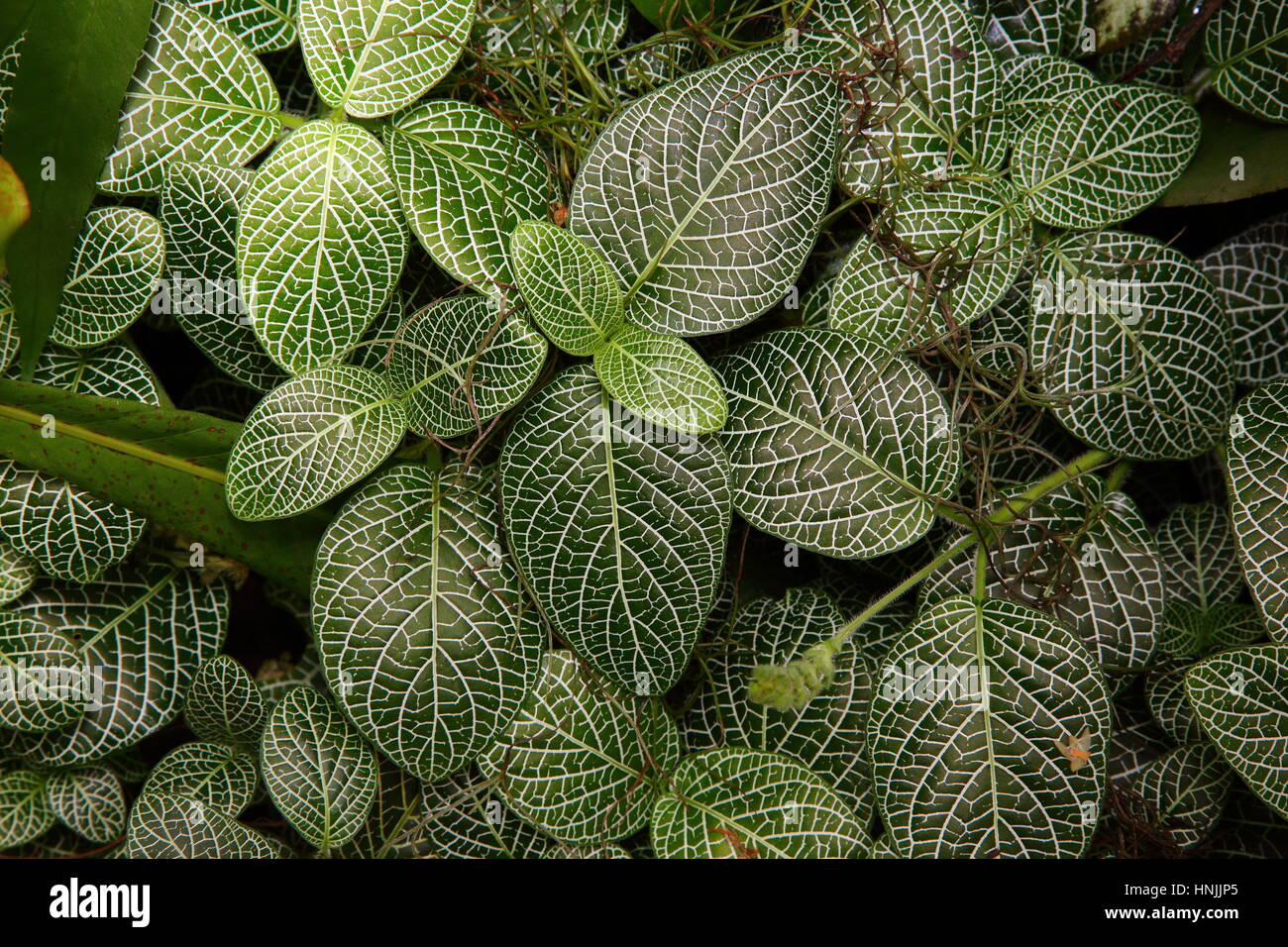 Reticulated patterns on the leaves of a fittonia plant Stock Photo - Alamy