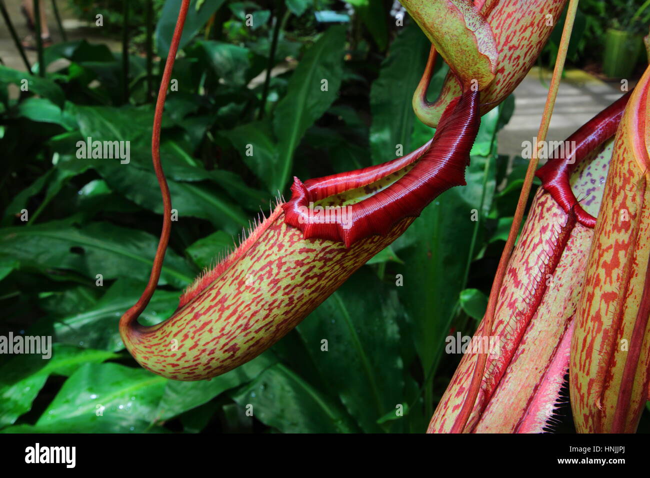 Close up of a tropical species of pitcher plant Stock Photo - Alamy