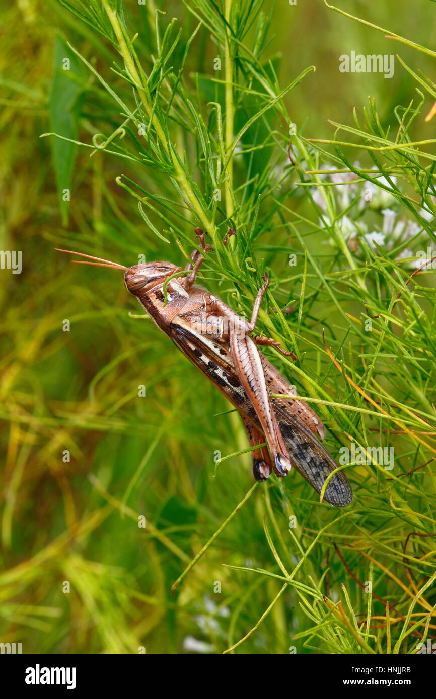 American grasshopper hi-res stock photography and images - Alamy
