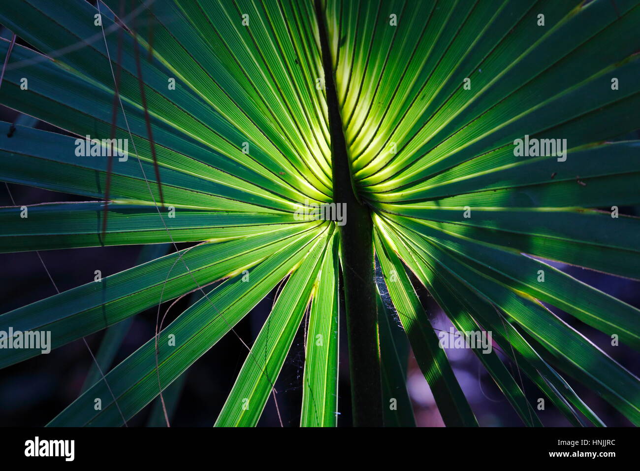 Palmetto fronds hi-res stock photography and images - Alamy