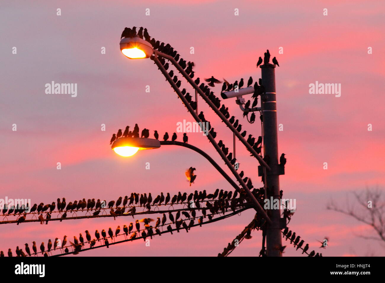 Pests on street light hi-res stock photography and images - Alamy