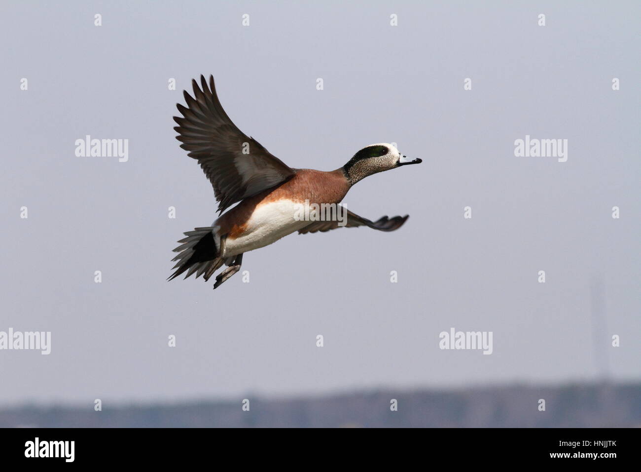 A male American wigeon, Anas americana, in flight Stock Photo - Alamy