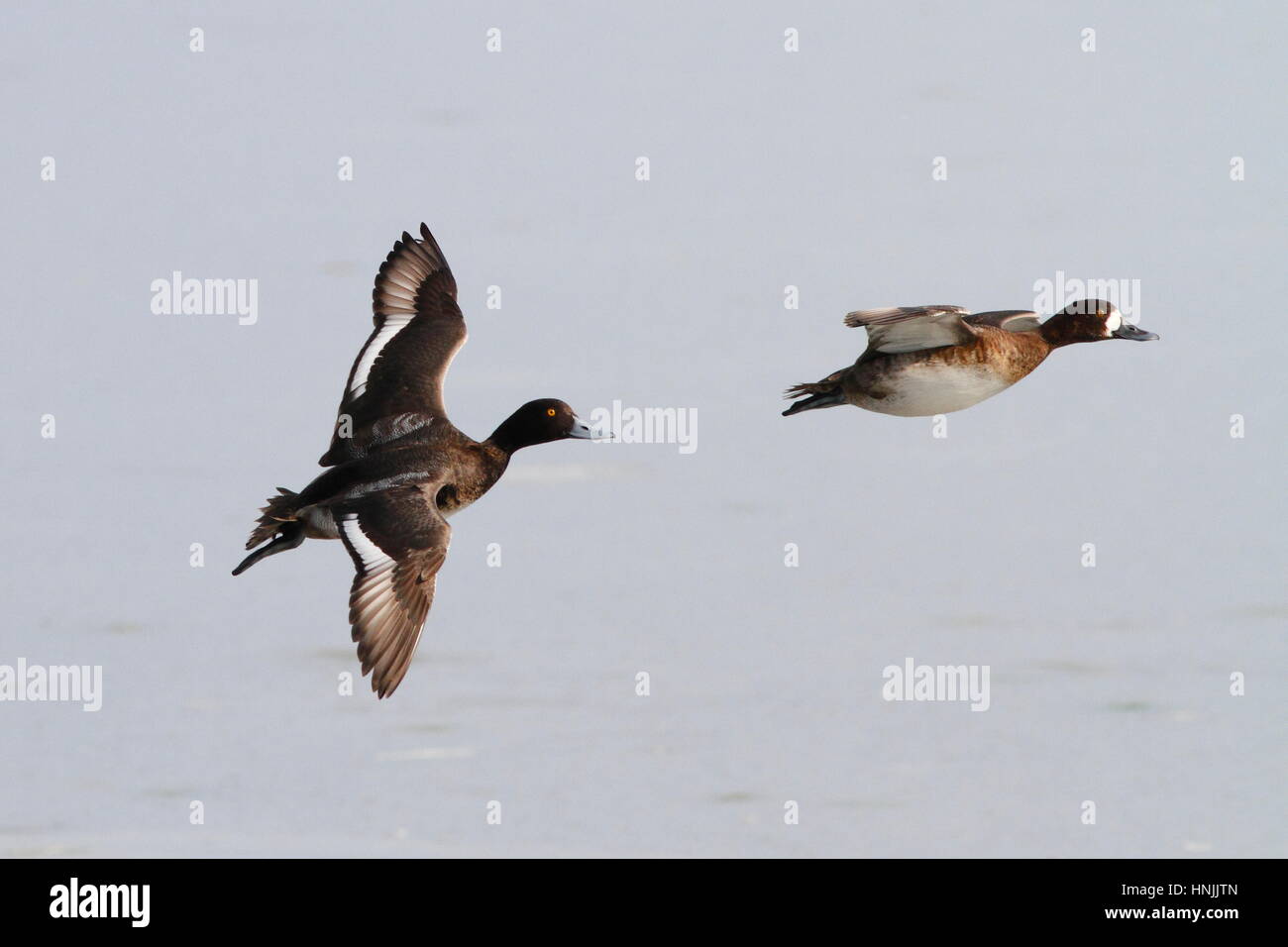 A pair of lesser scaup ducks, Athaya affinis, in flight Stock Photo - Alamy