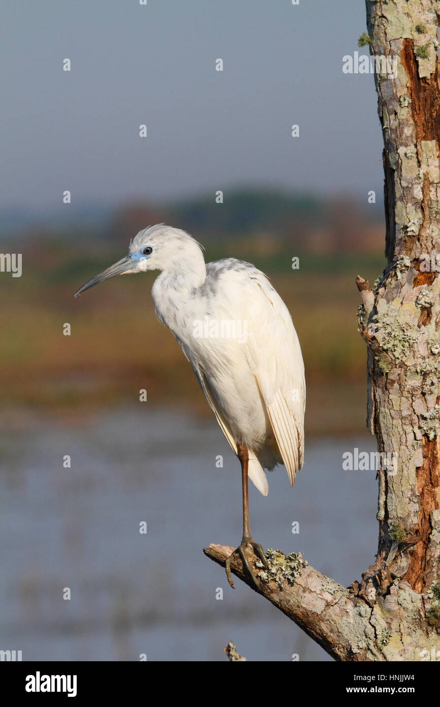 An immature little blue heron hi-res stock photography and images - Alamy